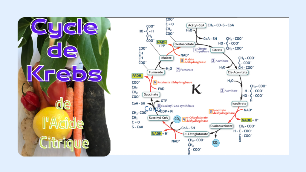 Le cycle de Krebs - snail-info
