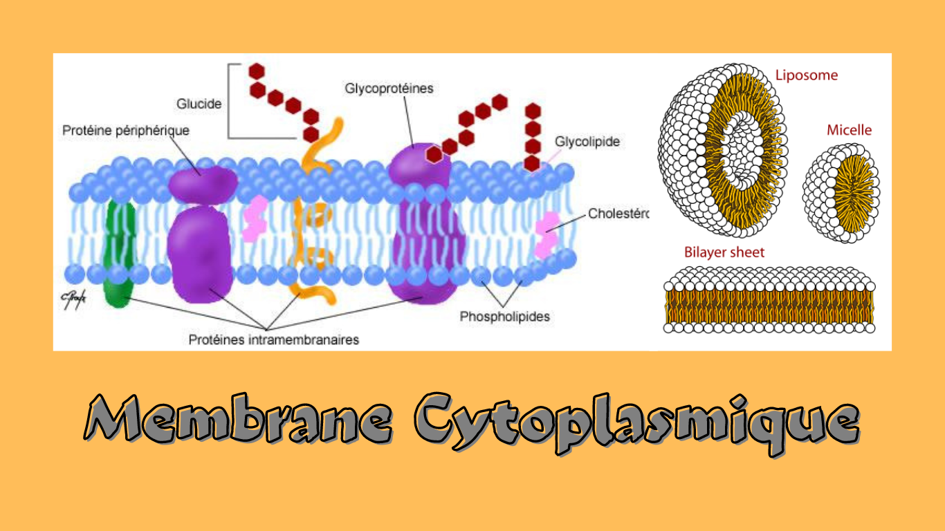 La membrane cellulaire - snail-info
