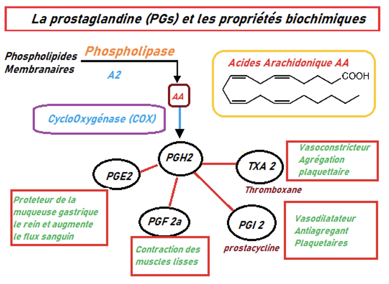 Les cyclo-oxygénases - snail-info