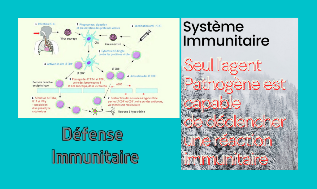 Le système immunitaire - snail-info