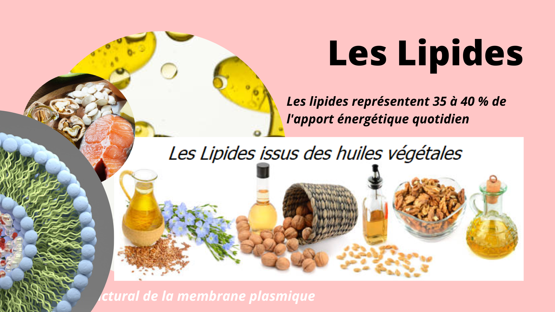 Les lipides - snail-info
