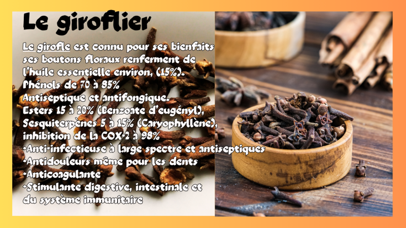 Le Giroflier - snail-info