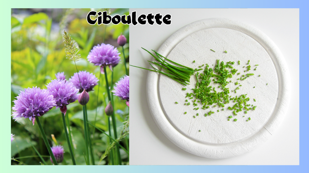 La ciboulette - snail-info