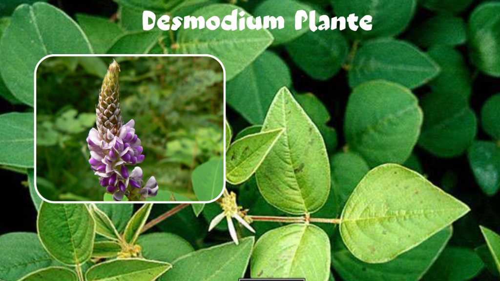 Qu’Est Ce Que Le Desmodium _ Effet Secondaire Desmodium – ICFW