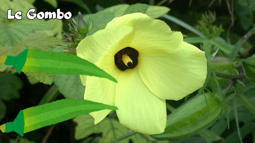 Le Gombo - snail-info